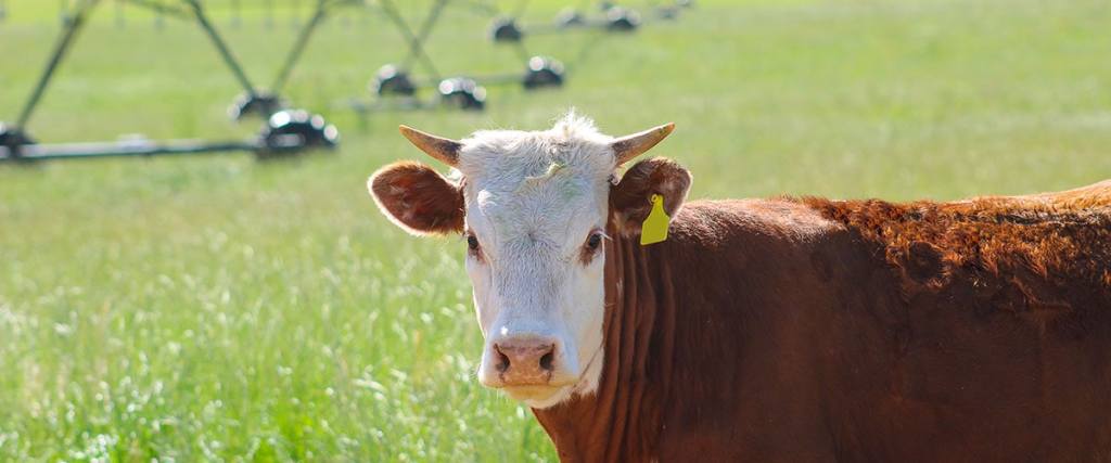 Grazing Program – Navajo Agricultural Products Industry
